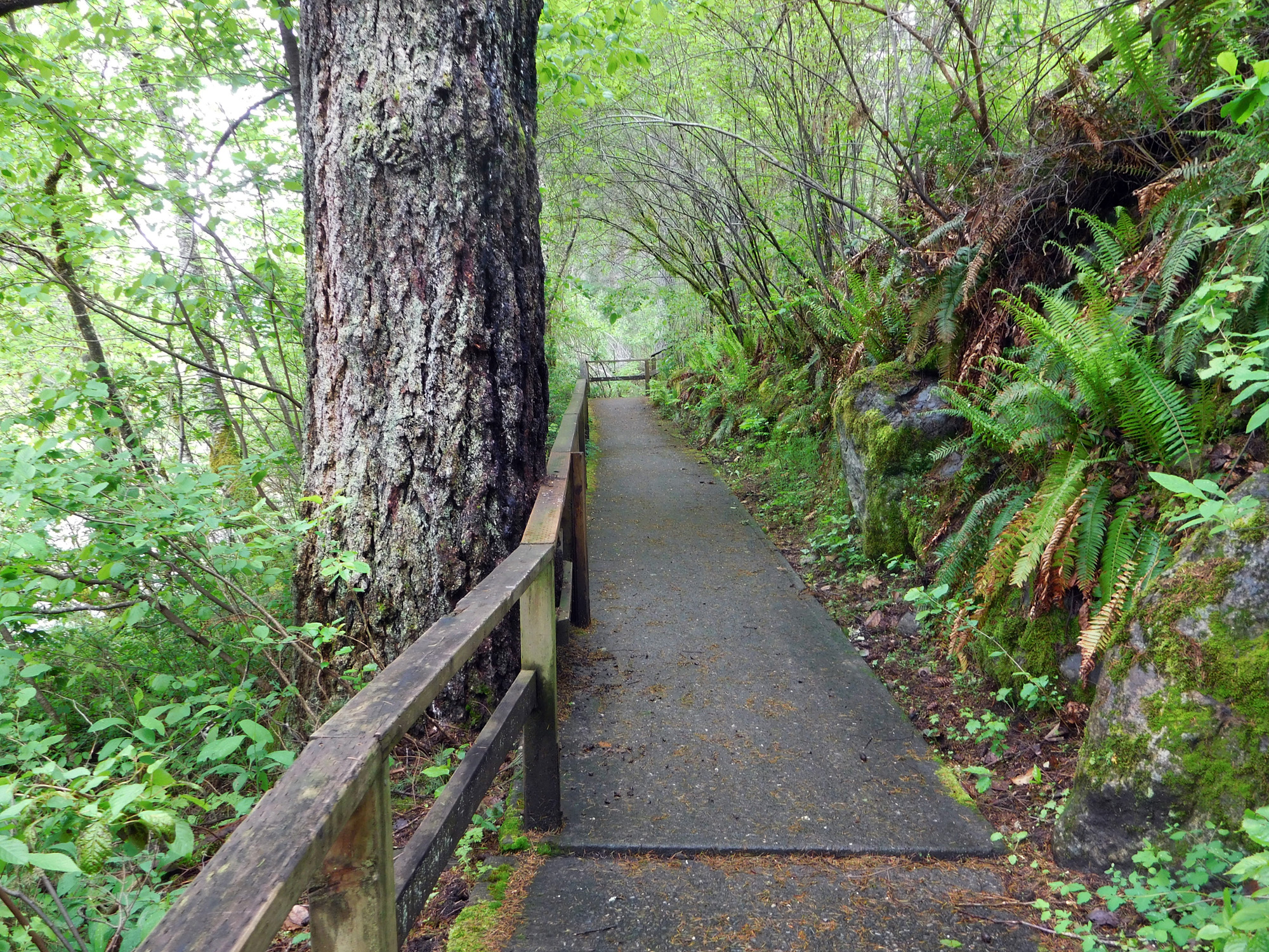 5-18-17 Camp Waskowitz Forest Path – Washington State Envirothon